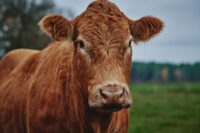 Module 1 – Beef Cattle Biosecurity