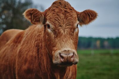 Module 1 – Beef Cattle Biosecurity