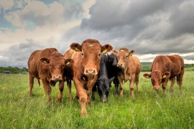 Module 5 – Beef Cattle Biosecurity