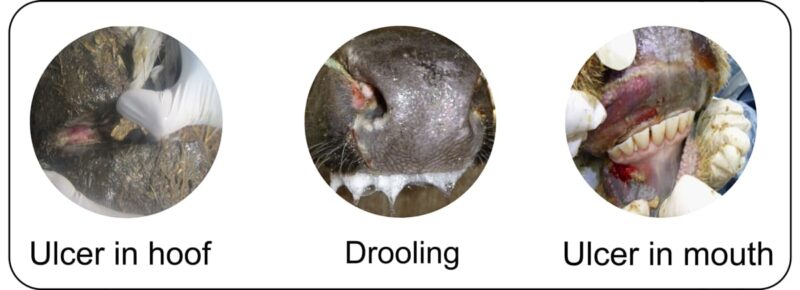 Module 1 – Beef Cattle Biosecurity