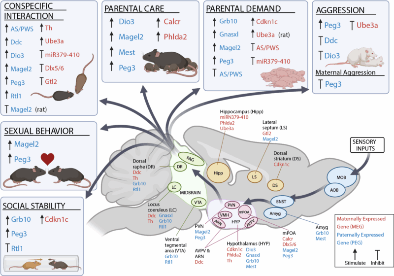 April 2025- Erin O’Leary Publishes Review for Epigenomics – Bonthuis Lab