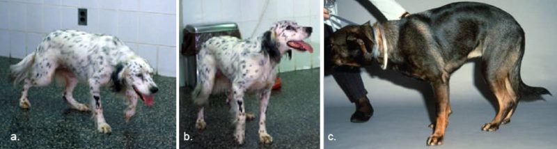 Orthopedic Exam – All-in-One Ortho-online