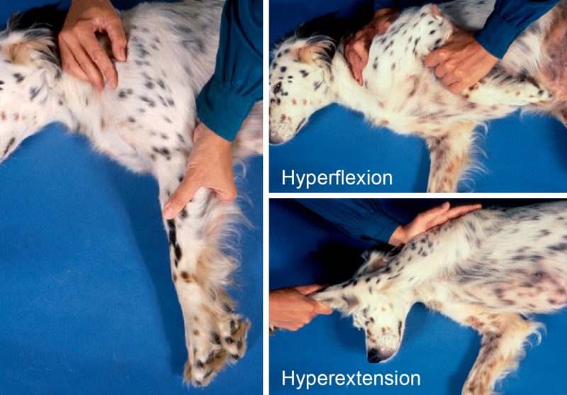 Orthopedic Exam: Forelimb – All-in-One Ortho-online