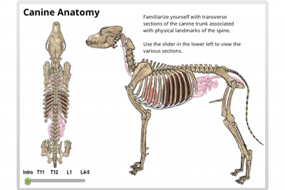 Canine Anatomy – Design Group @ Vet Med