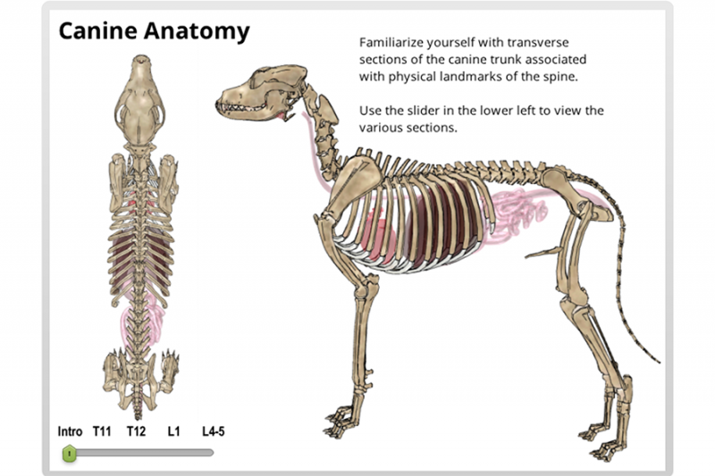 Canine Anatomy – Design Group @ Vet Med