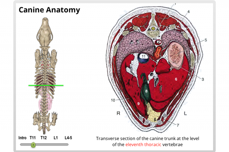 Canine Anatomy – Design Group @ Vet Med