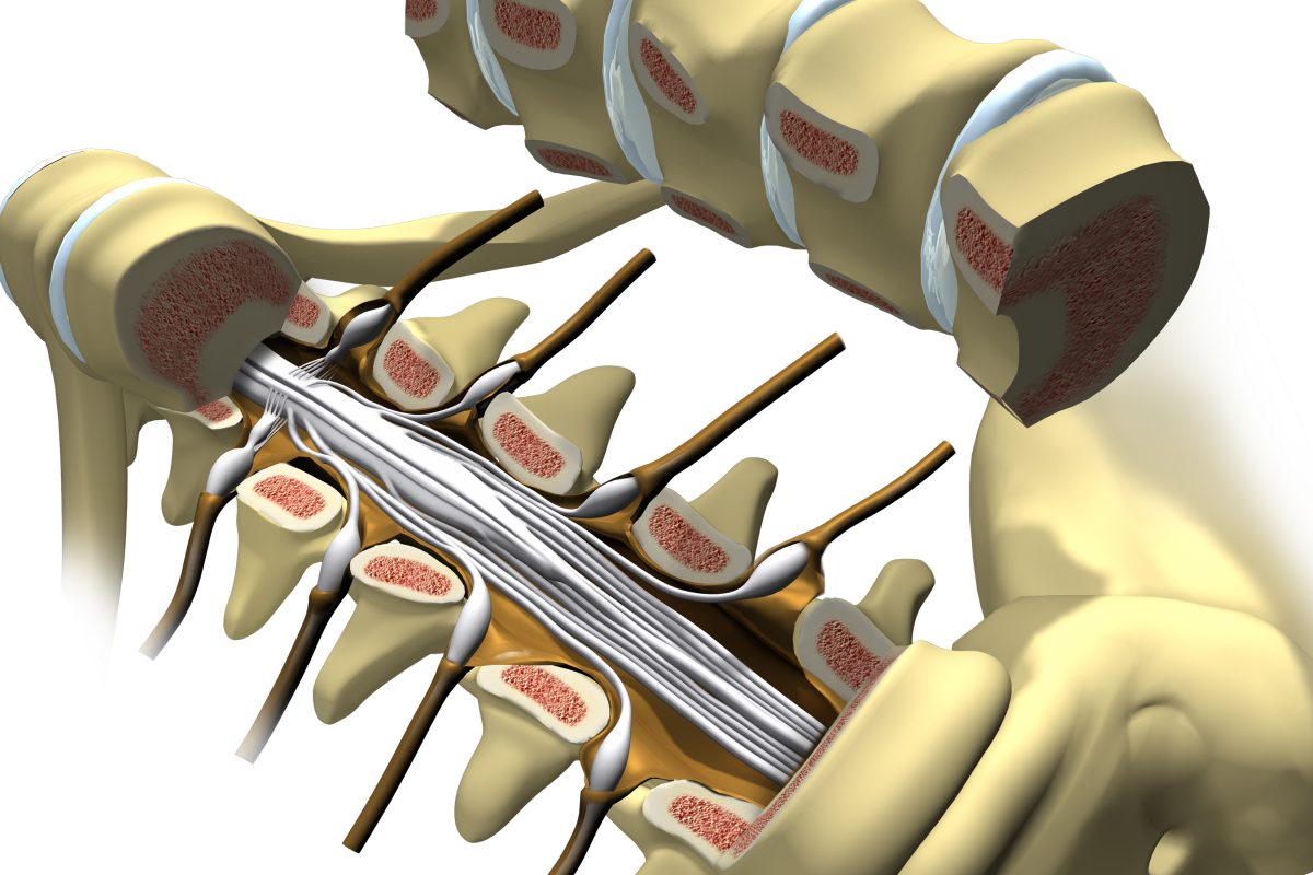 SURGICAL ILLUSTRATIONS – Design Group @ Vet Med