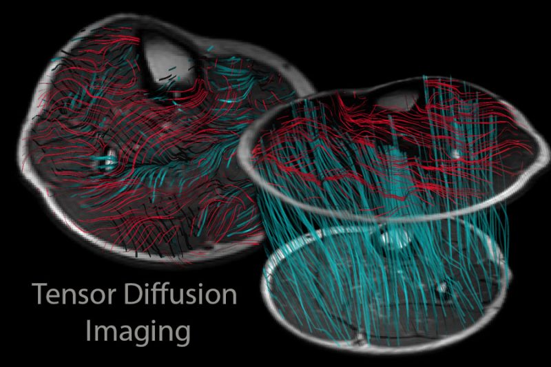 SCIENTIFIC VISUALIZATION – Design Group @ Vet Med
