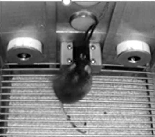 Research Projects – Gritton Lab