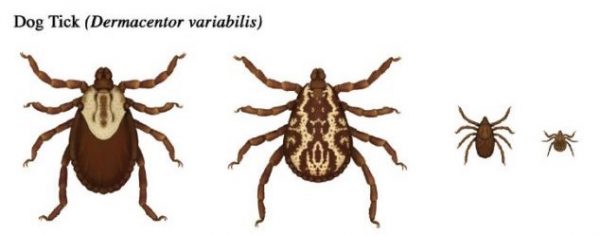 Tour through the Tick Family Tree: A Tattle the Tick Blog – I-TICK