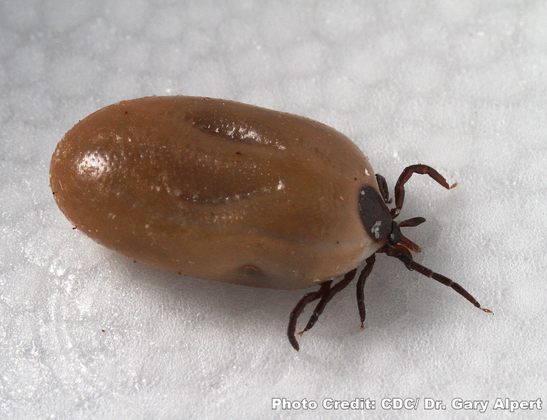 Tour through the Tick Family Tree: A Tattle the Tick Blog – I-TICK