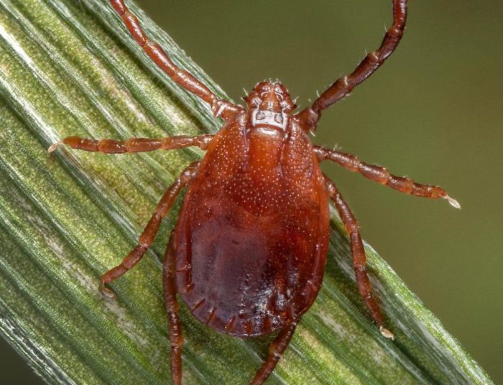 Tour through the Tick Family Tree: A Tattle the Tick Blog – I-TICK