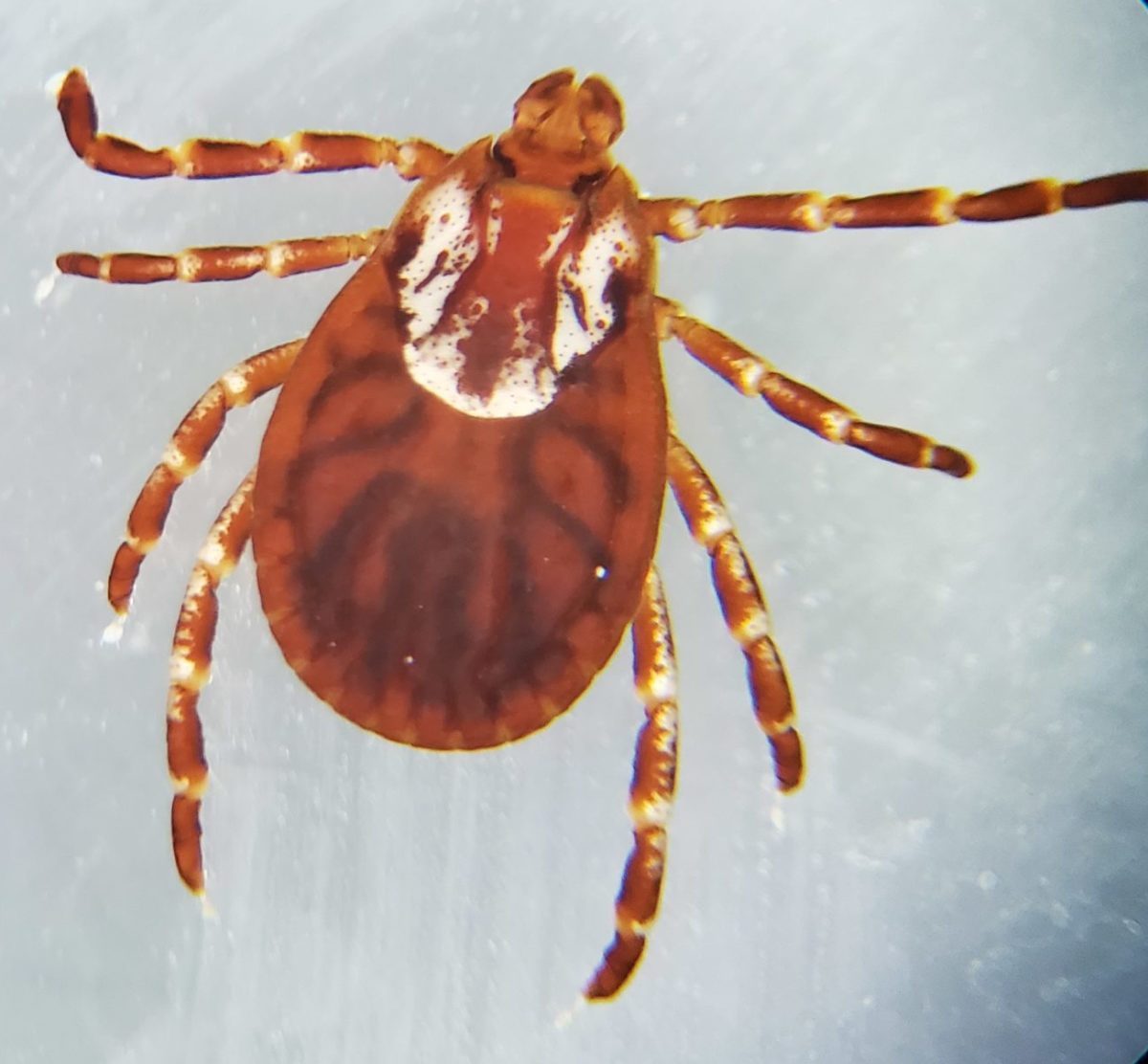 June 2020 – I-TICK