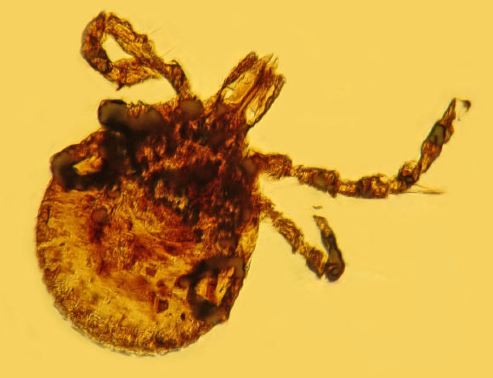 Tour through the Tick Family Tree: A Tattle the Tick Blog – I-TICK