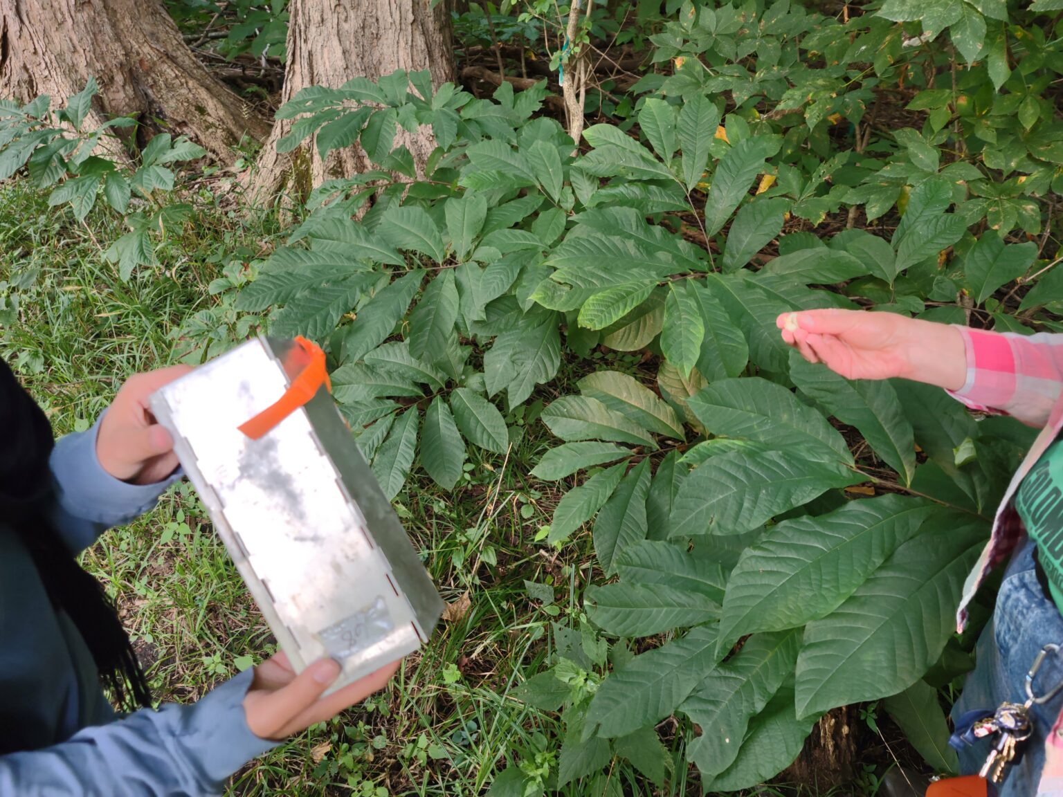 Using small mammals to find ticks and tick-borne diseases – I-TICK