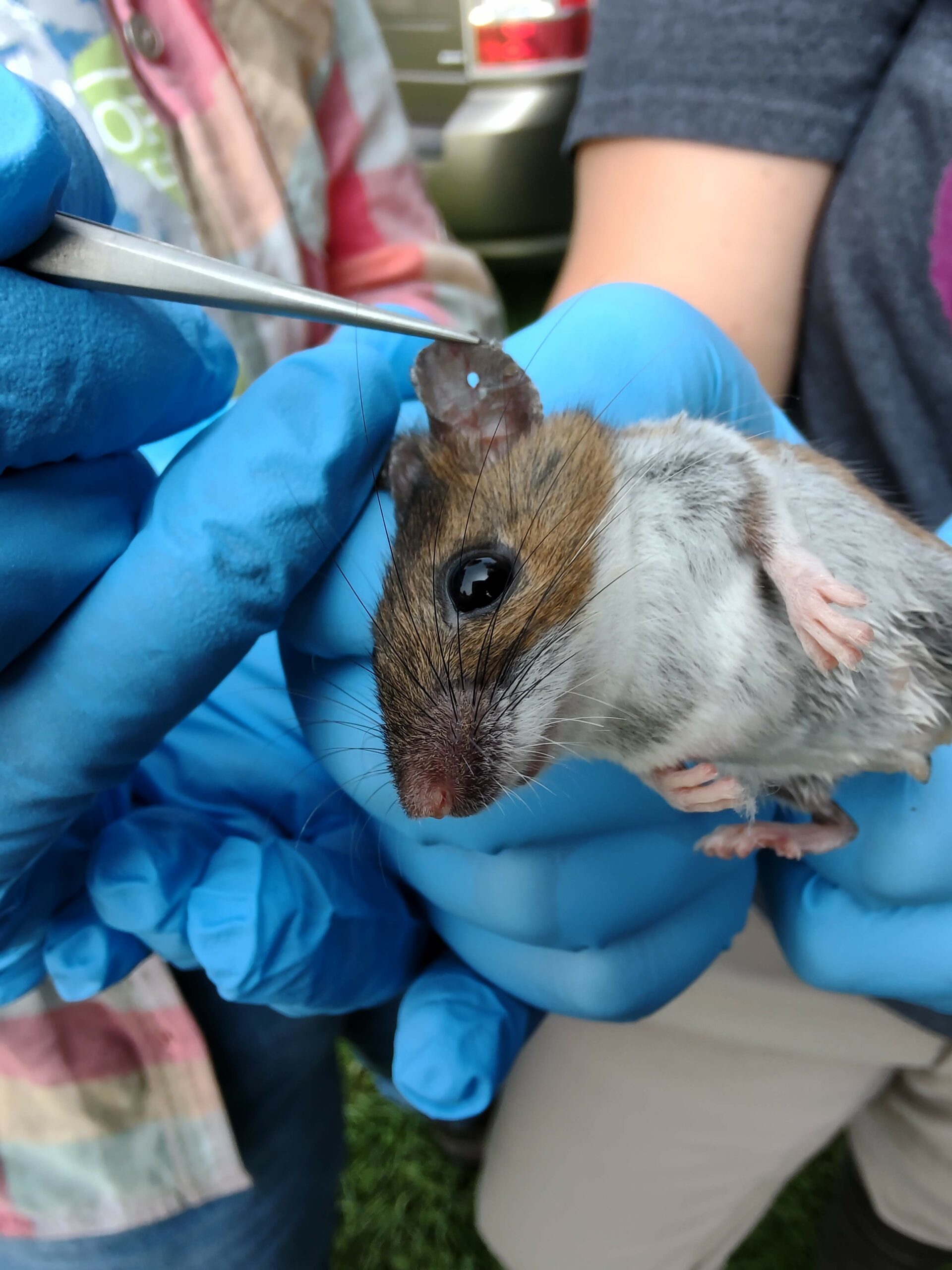 Using small mammals to find ticks and tick-borne diseases – I-TICK