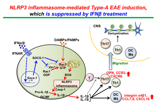 Molecular mechanisms involving development of MS heterogeneity using ...