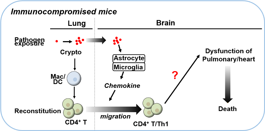 Immune regulation of CNS dysfunction in Cryptococcus-associated Immune ...