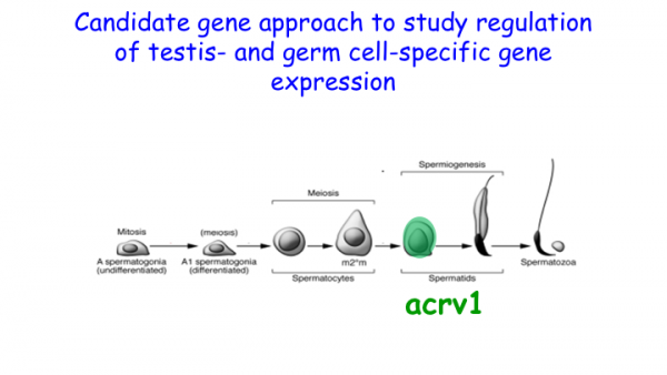 Research Interests – Reddi Lab