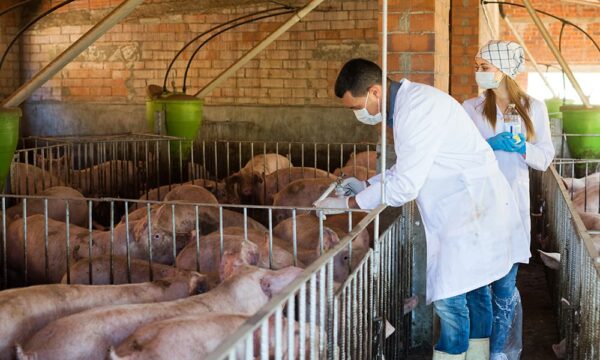 Module 1 – Swine Biosecurity