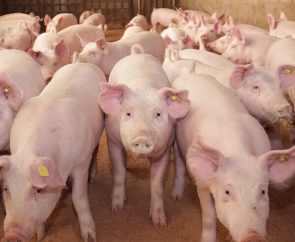 Module 1 – Swine Biosecurity