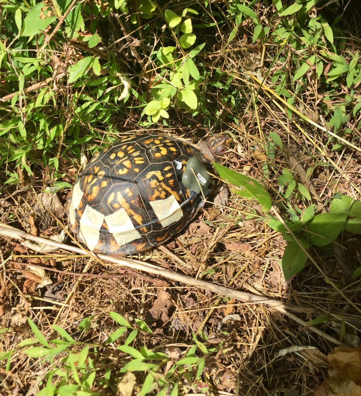 Welcome to Tennessee! – Wildlife Epidemiology Laboratory