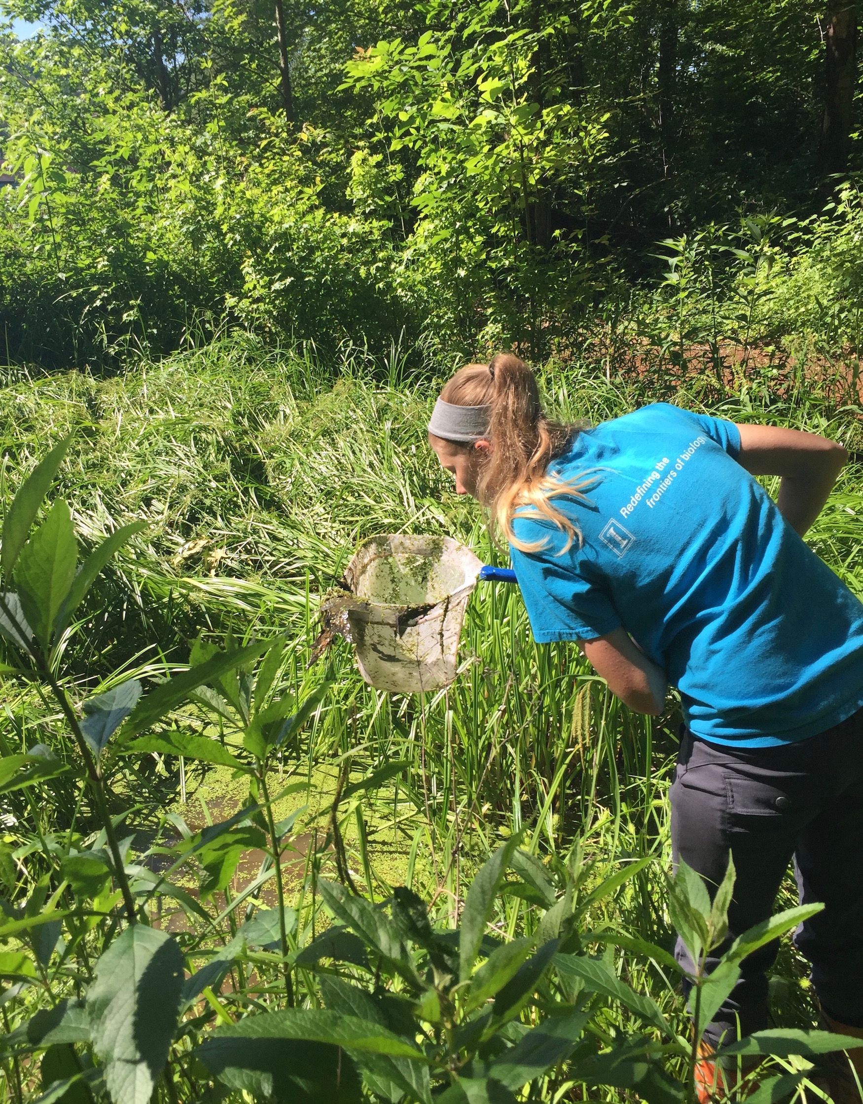 Amphibian Field Work – Wildlife Epidemiology Laboratory