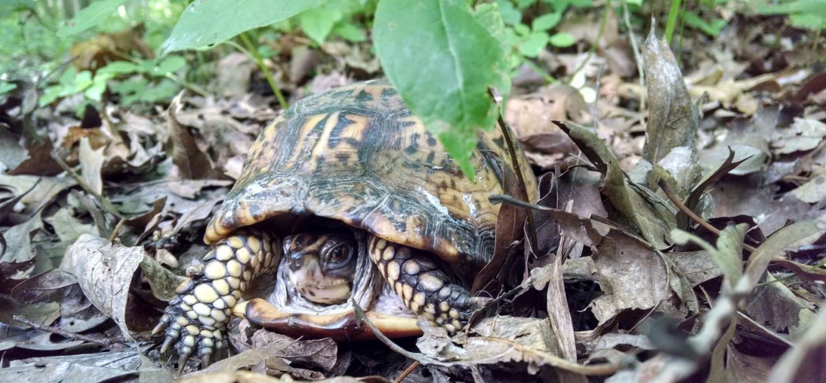 The Final 2016 Turtle Team Week – Wildlife Epidemiology Laboratory