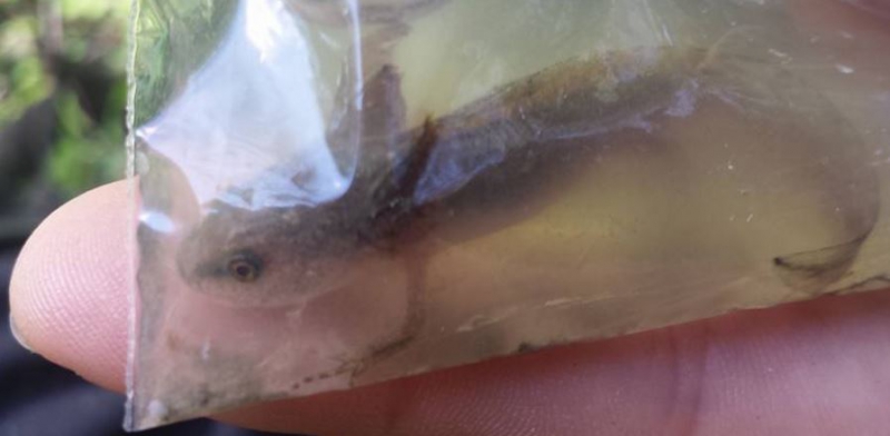 Tour de Turtle Lab – Wildlife Epidemiology Laboratory