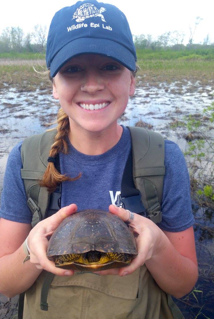 Week 2: 98 turtles (so far)! – Wildlife Epidemiology Laboratory