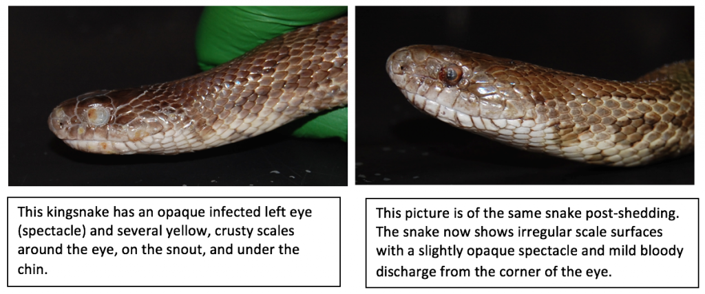 What is Snake Fungal Disease? – Wildlife Epidemiology Laboratory
