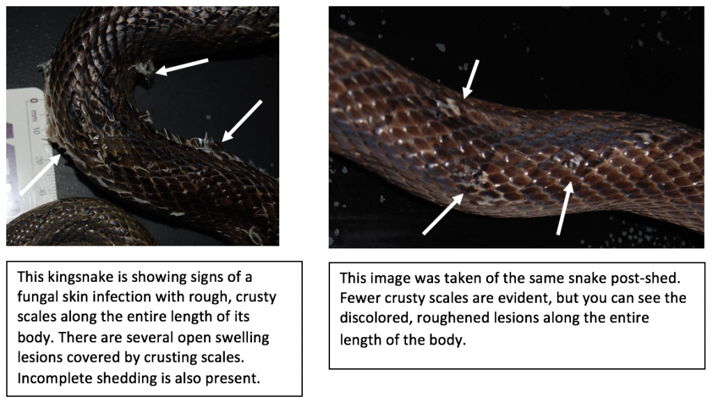 What is Snake Fungal Disease? – Wildlife Epidemiology Laboratory