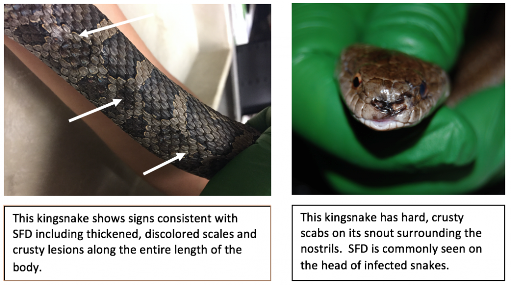 What is Snake Fungal Disease? – Wildlife Epidemiology Laboratory