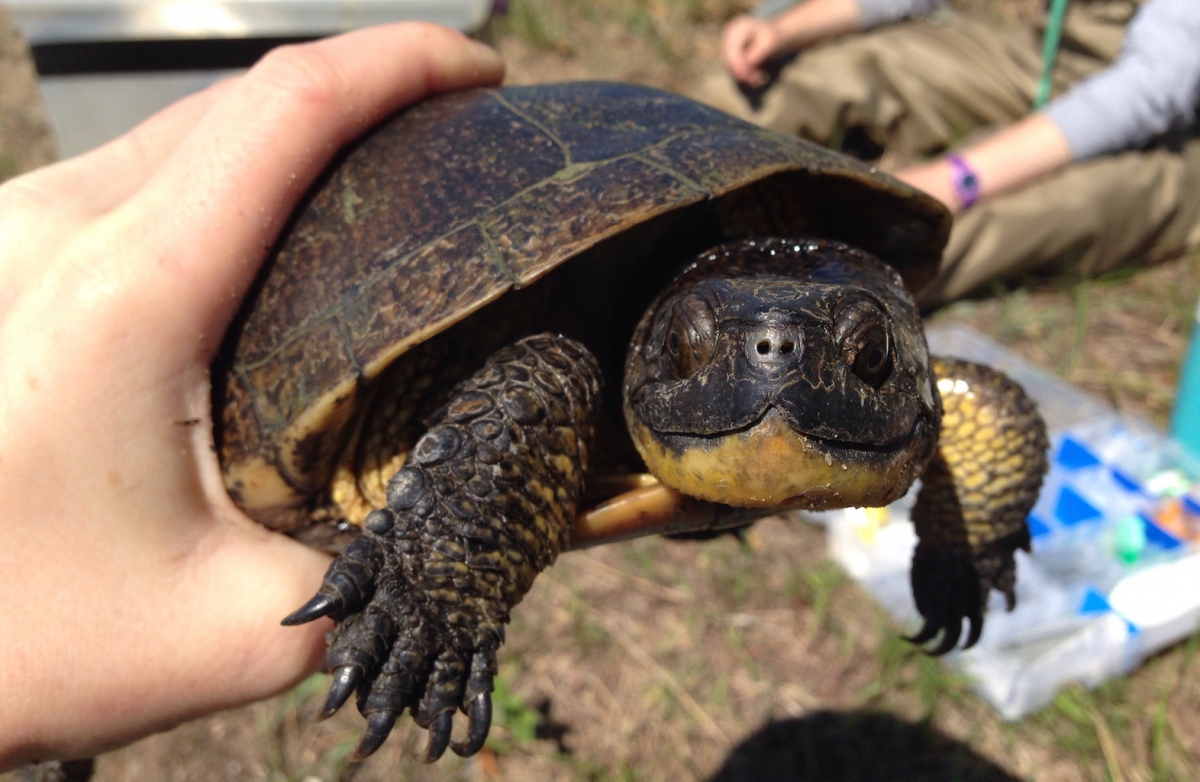Week 3: Meet the Turtles – Wildlife Epidemiology Laboratory