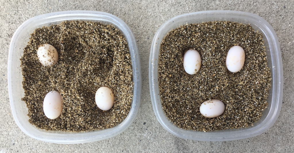 Week 6: Digging Holes and Dropping Eggs – Wildlife Epidemiology Laboratory