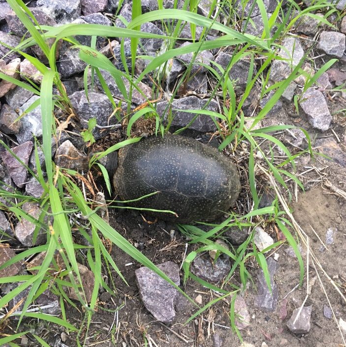 Week 6: Digging Holes and Dropping Eggs – Wildlife Epidemiology Laboratory