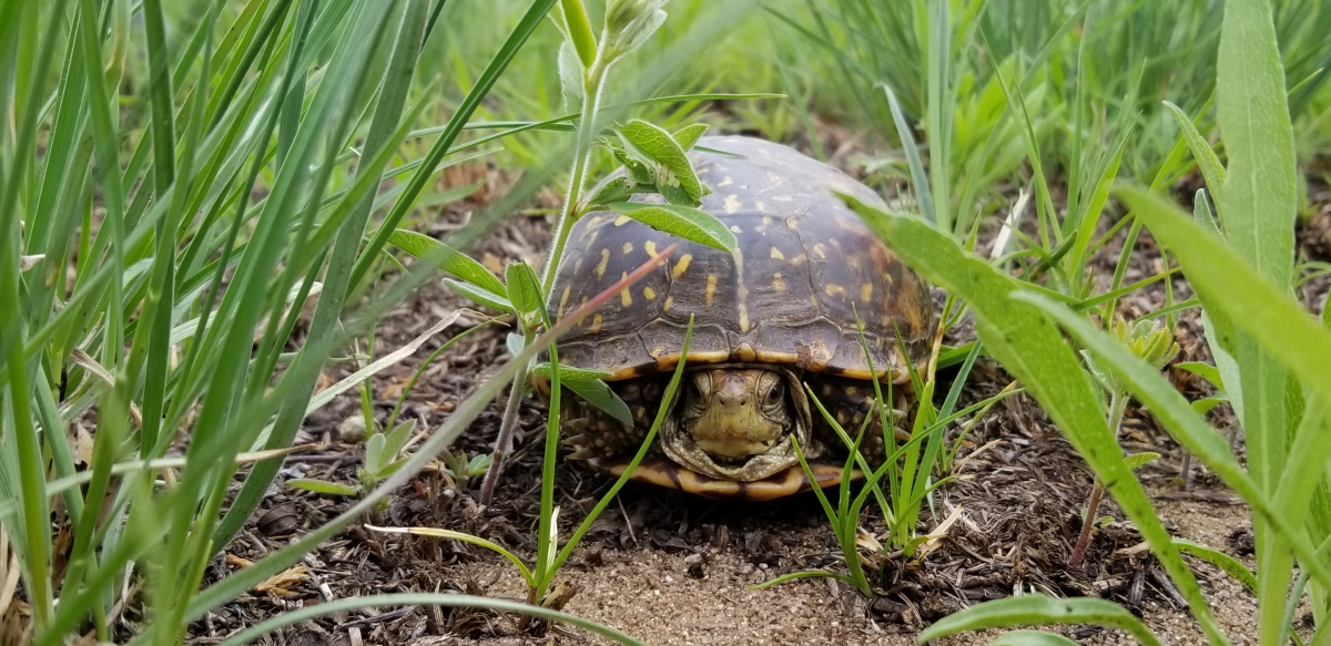 Week 2: Tour de Turtles – Wildlife Epidemiology Laboratory