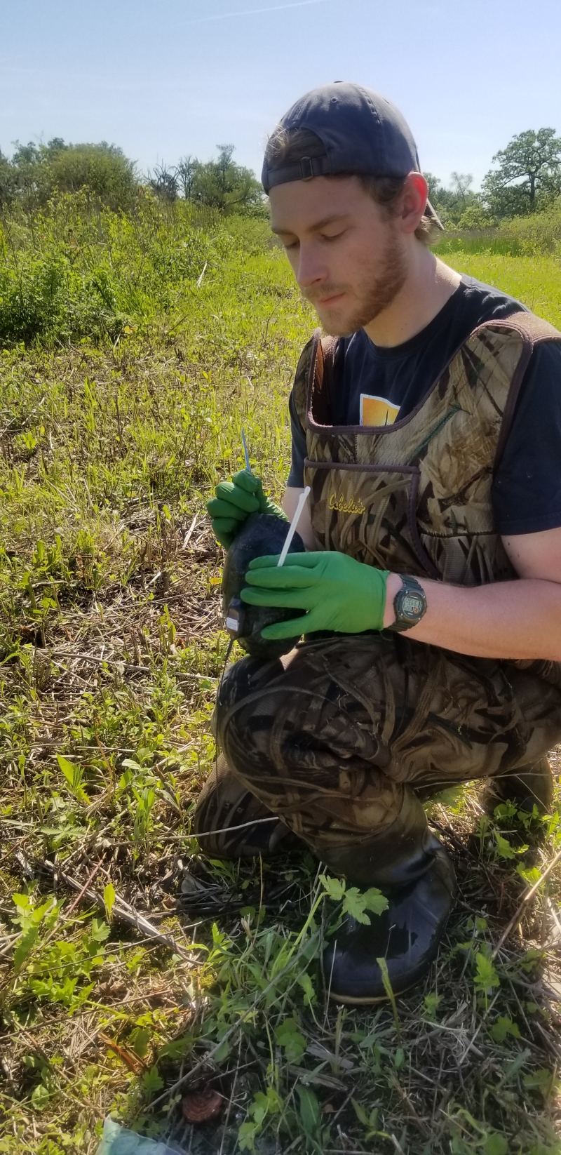 Week 2: Tour de Turtles – Wildlife Epidemiology Laboratory