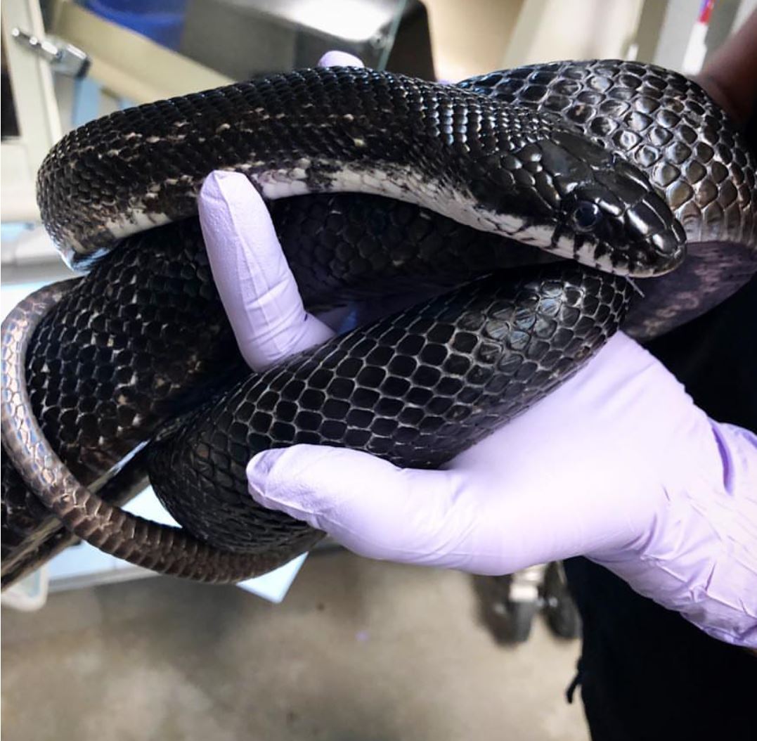 Team Snake Introduction – Wildlife Epidemiology Laboratory