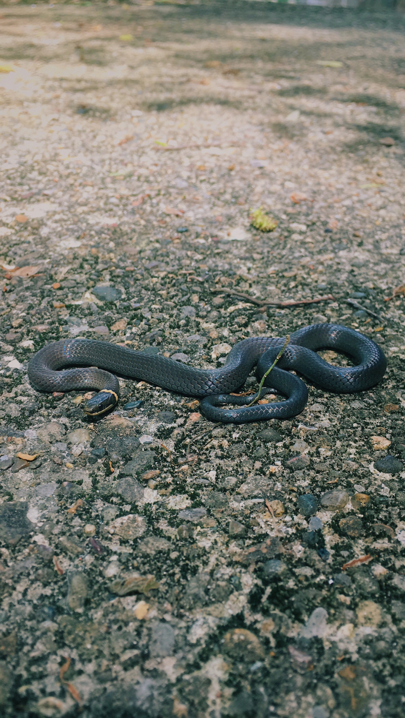 WEEK 1- Snakes in Indiana – Wildlife Epidemiology Laboratory