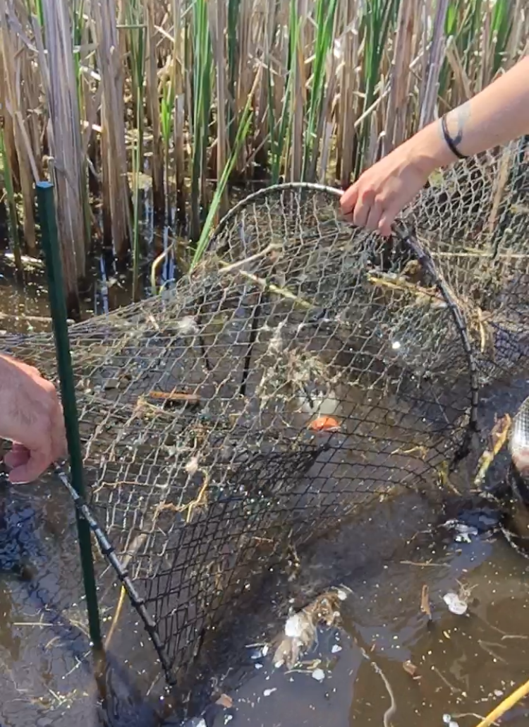 Week 1: Getting my bearings – Wildlife Epidemiology Laboratory