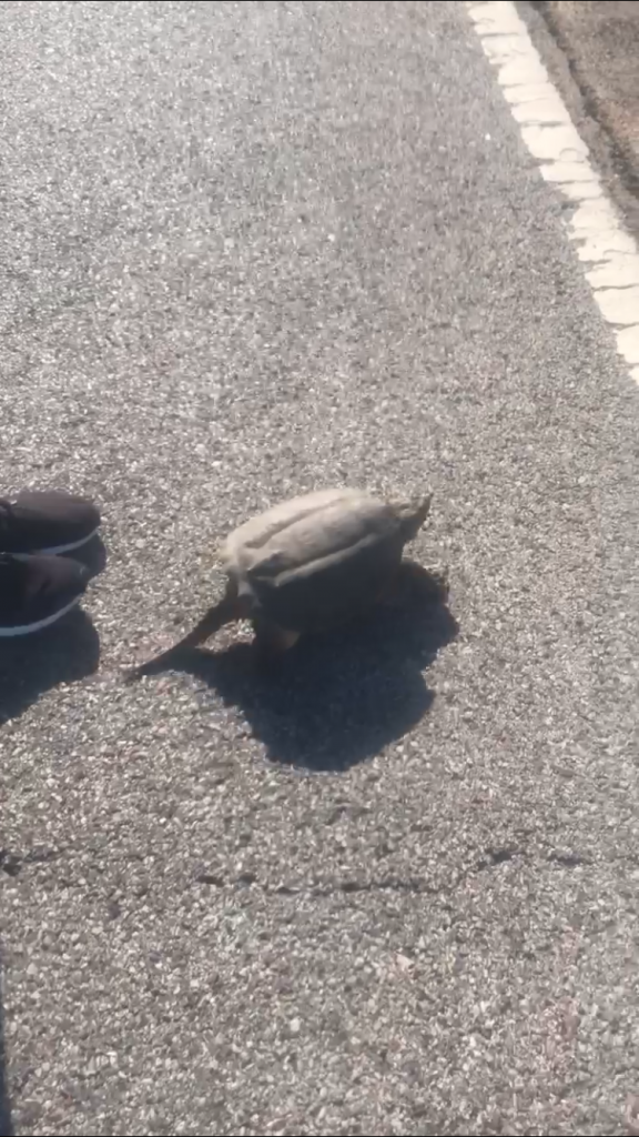 Week 2: Tracking Turtles – An Insight to Radiotelemetry – Wildlife ...