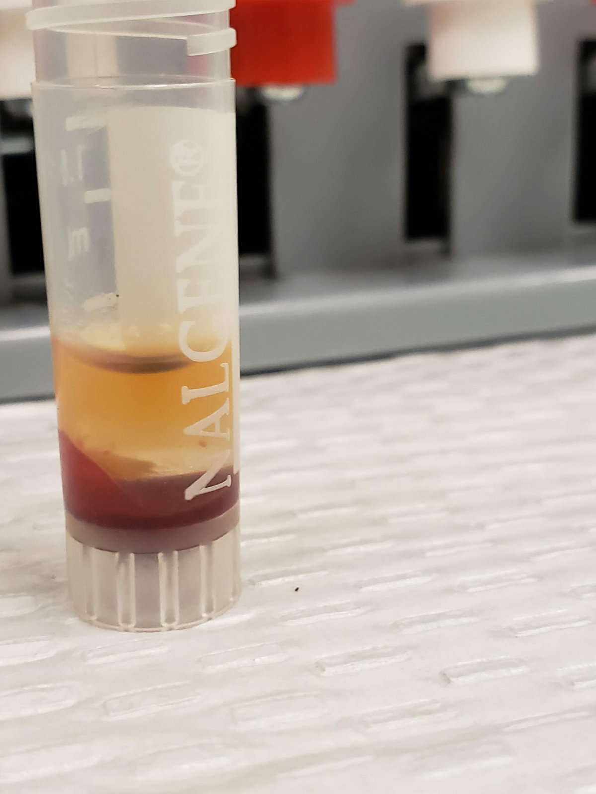 Turtles and Dragon Blood – Wildlife Epidemiology Laboratory