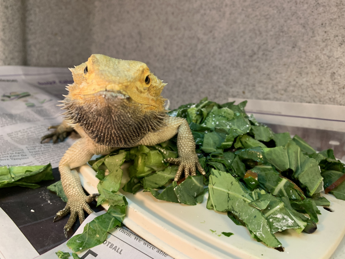 Bearded Dragons – Wildlife Epidemiology Laboratory
