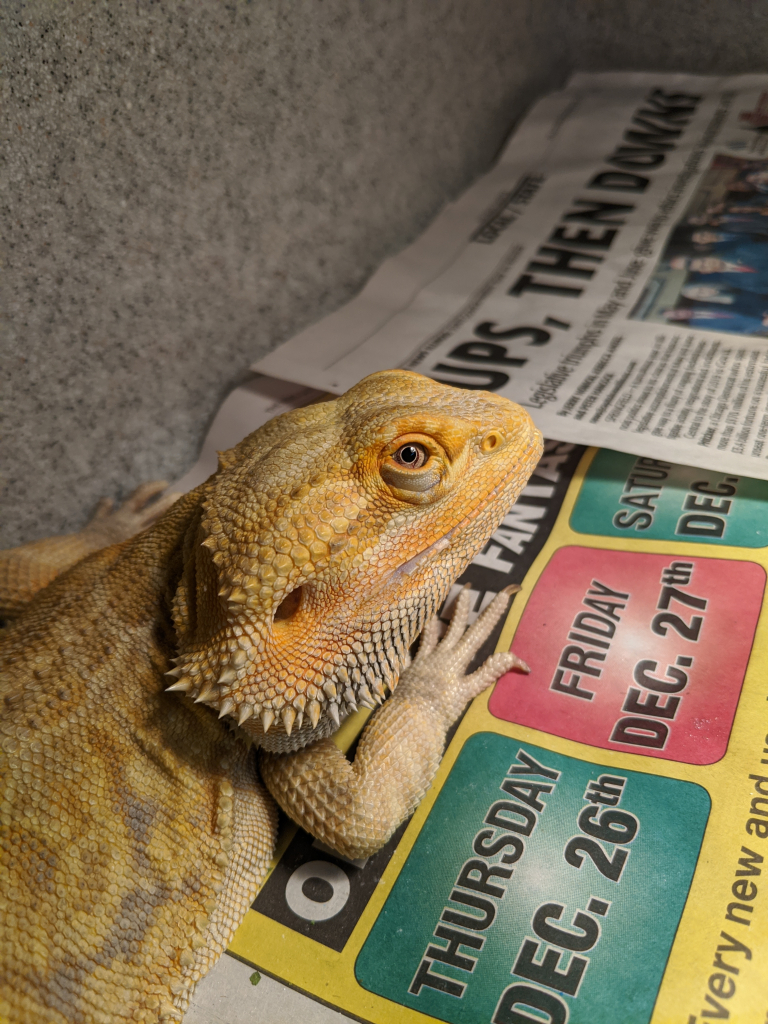 Bearded Dragons – Wildlife Epidemiology Laboratory