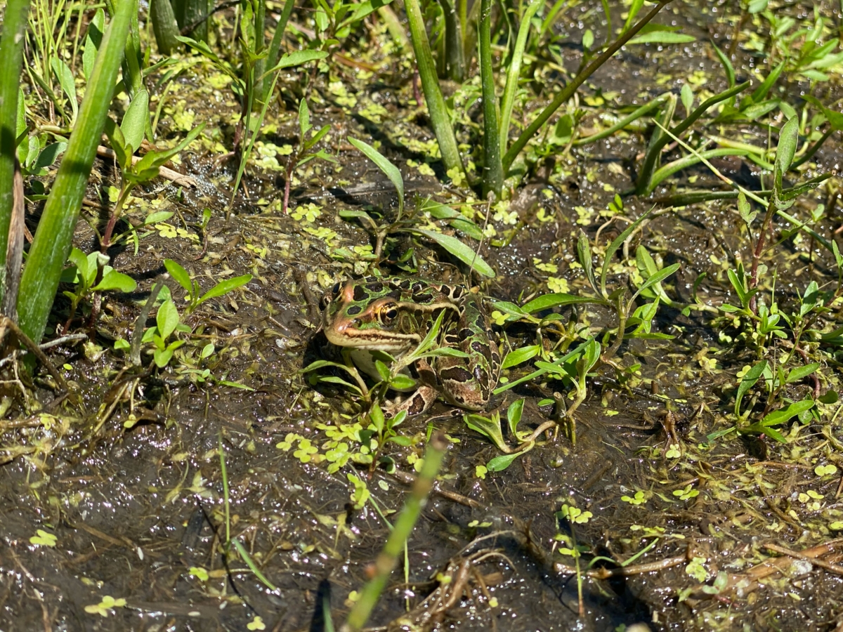 Secrets of the Swamp – Wildlife Epidemiology Laboratory