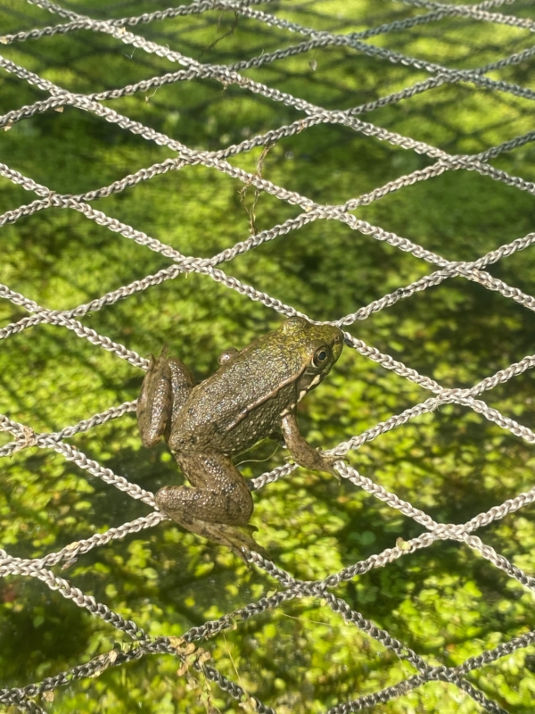 Secrets of the Swamp – Wildlife Epidemiology Laboratory