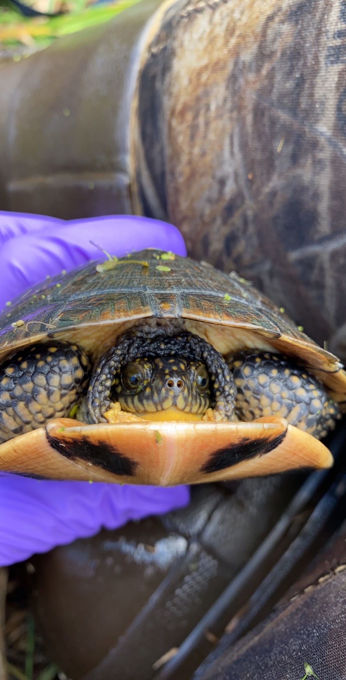 Secrets of the Swamp – Wildlife Epidemiology Laboratory