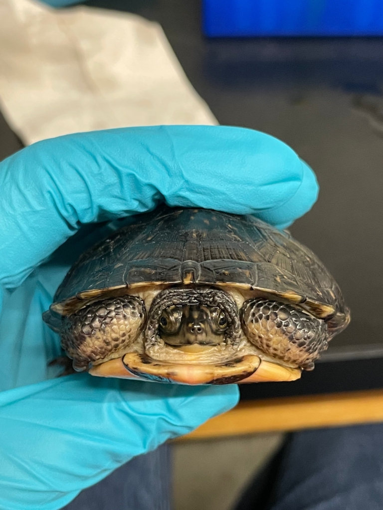 Big Week For The Small Turtles – Wildlife Epidemiology Laboratory