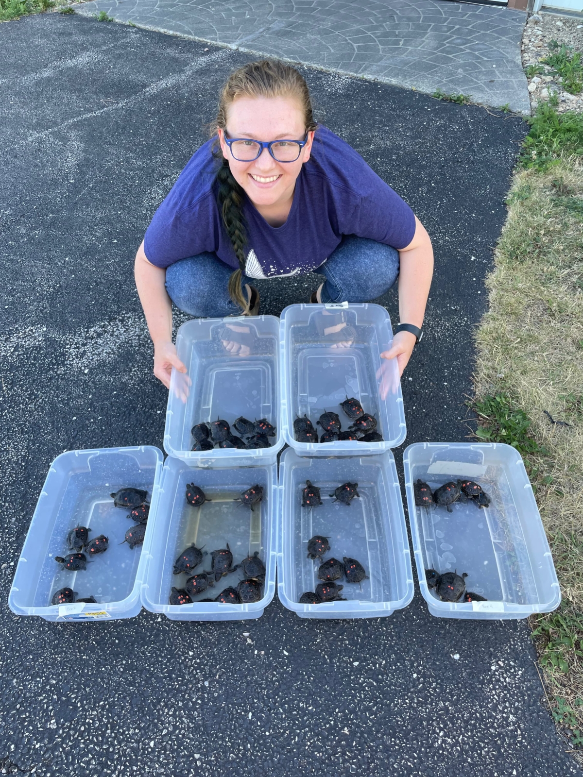 Big Week For The Small Turtles – Wildlife Epidemiology Laboratory